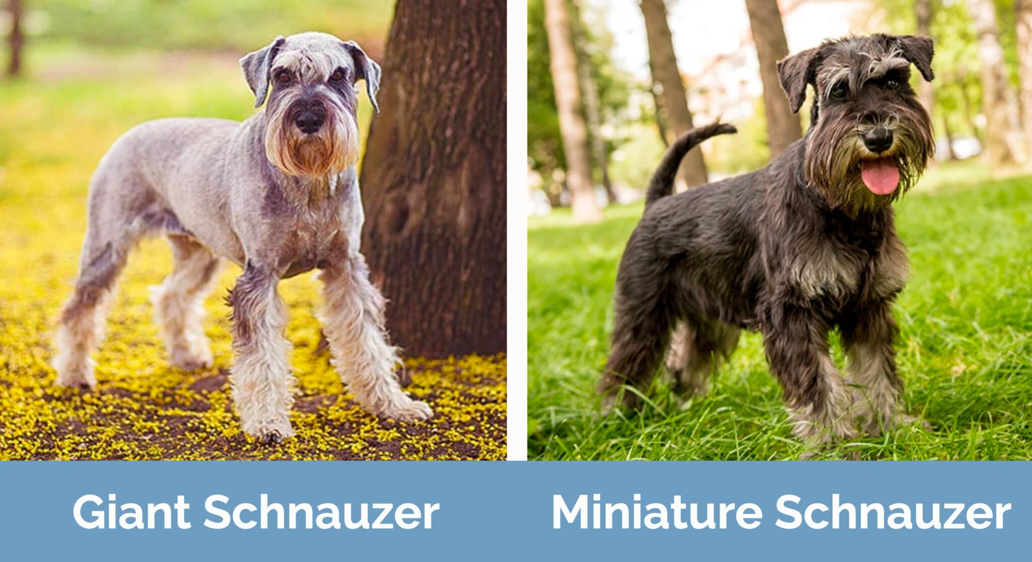 Giant Schnauzer vs Miniature Schnauzer: The Differences (With Pictures ...