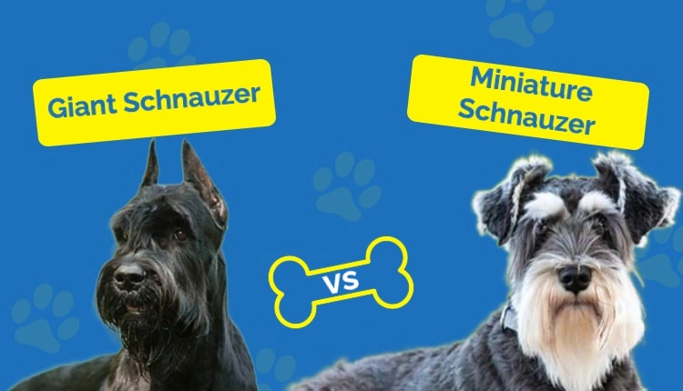 Are Giant Schnauzer The Most Intelligent Dogs