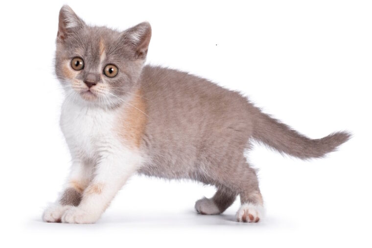 Lilac Tortoiseshell Cat: Sự kiện, Nguồn gốc & Lịch sử (Có Ảnh) Thế giới ...