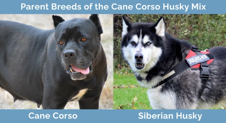 Cane Corso Husky Mix; Info, Pictures, Traits & Facts | Hepper