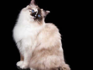 Ragdoll Tortoiseshell Cat: Pictures, Facts, Origin & History | Hepper