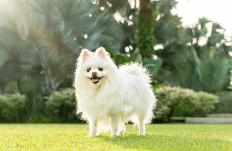 14 Small White Dog Breeds (With Info & Pictures) | Hepper