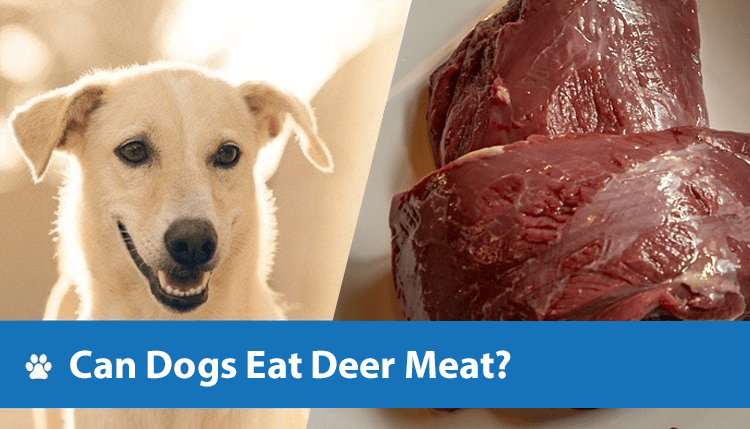 What Is The Best Meat To Feed My Dog