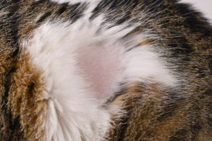 Why Does My Cat Have a Bald Spot? 5 Vet-Approved Possible Reasons | Hepper