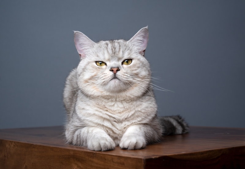 How Long Do British Shorthair Cats Live Average Lifespan Data Care