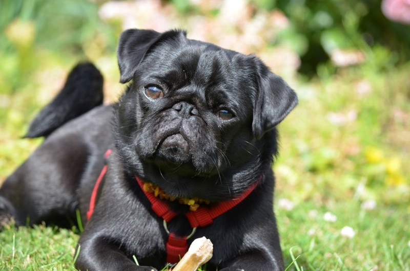 Black Pug Info Pictures Origin History Hepper Black Pug Info Pictures Origin History Hepper