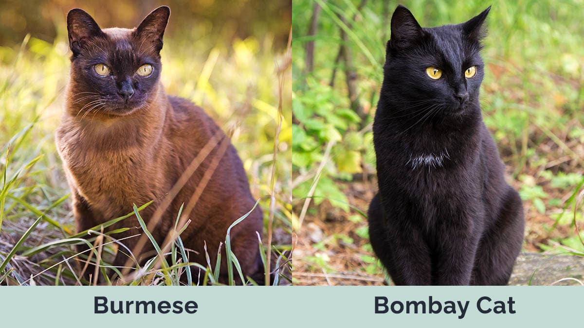 Burmese vs. Bombay Cat: The Main Differences (With Pictures) | Hepper