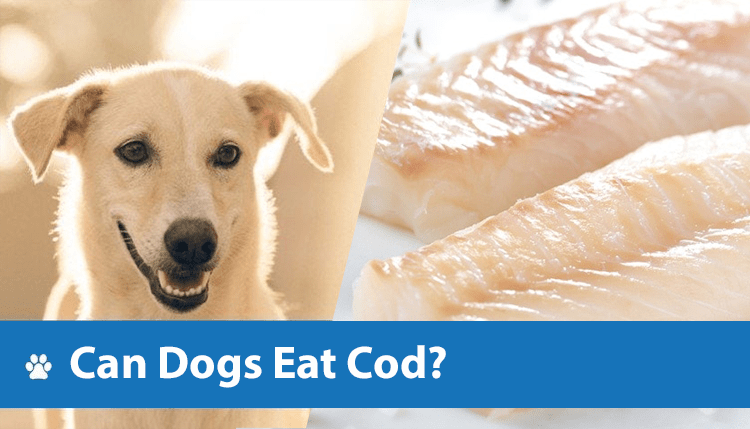 Can Dogs Eat Too Much Fish