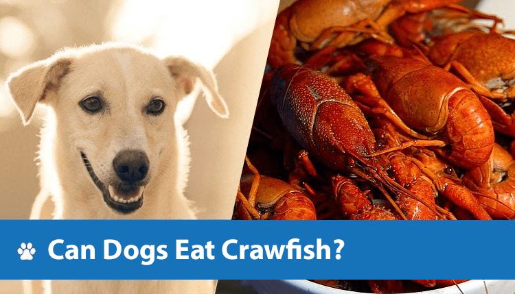 How To Eat Crawfish