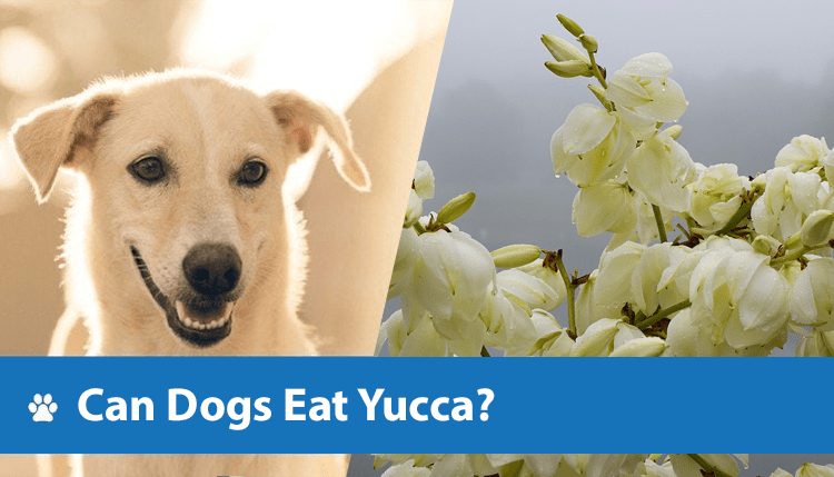 Dogzymes Yucca Max A Better Way Pet Care
