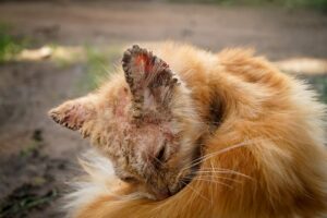 How Do Cats Get Mange? Vet Reviewed Signs, Causes & Treatment | Hepper