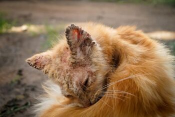 How Do Cats Get Mange? Vet Reviewed Signs, Causes & Treatment | Hepper