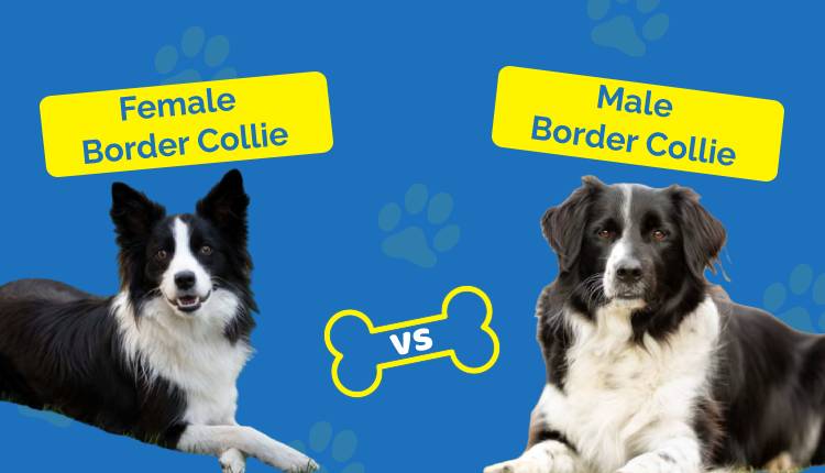 Should I Get A Male Or Female Border Collie