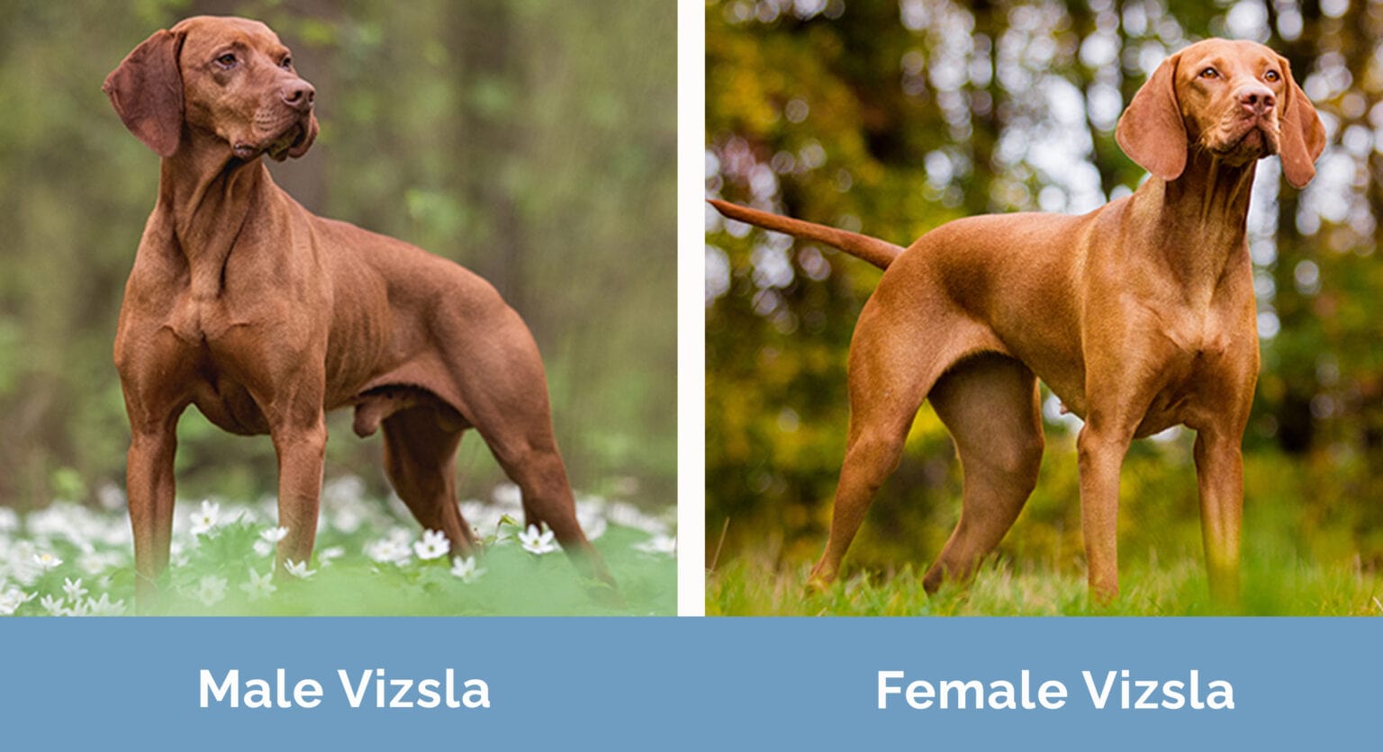 Vizsla Male vs Female: Key Differences (With Pictures) | Hepper