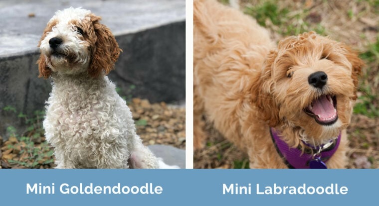 Mini Goldendoodle vs. Mini Labradoodle: The Differences (With Pictures ...
