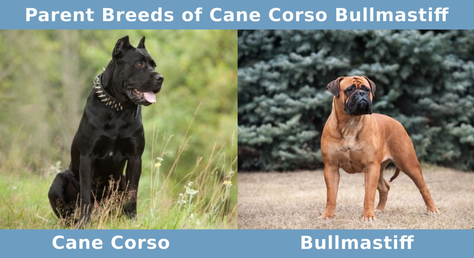 Italian Bull Mastiff Cane Corso