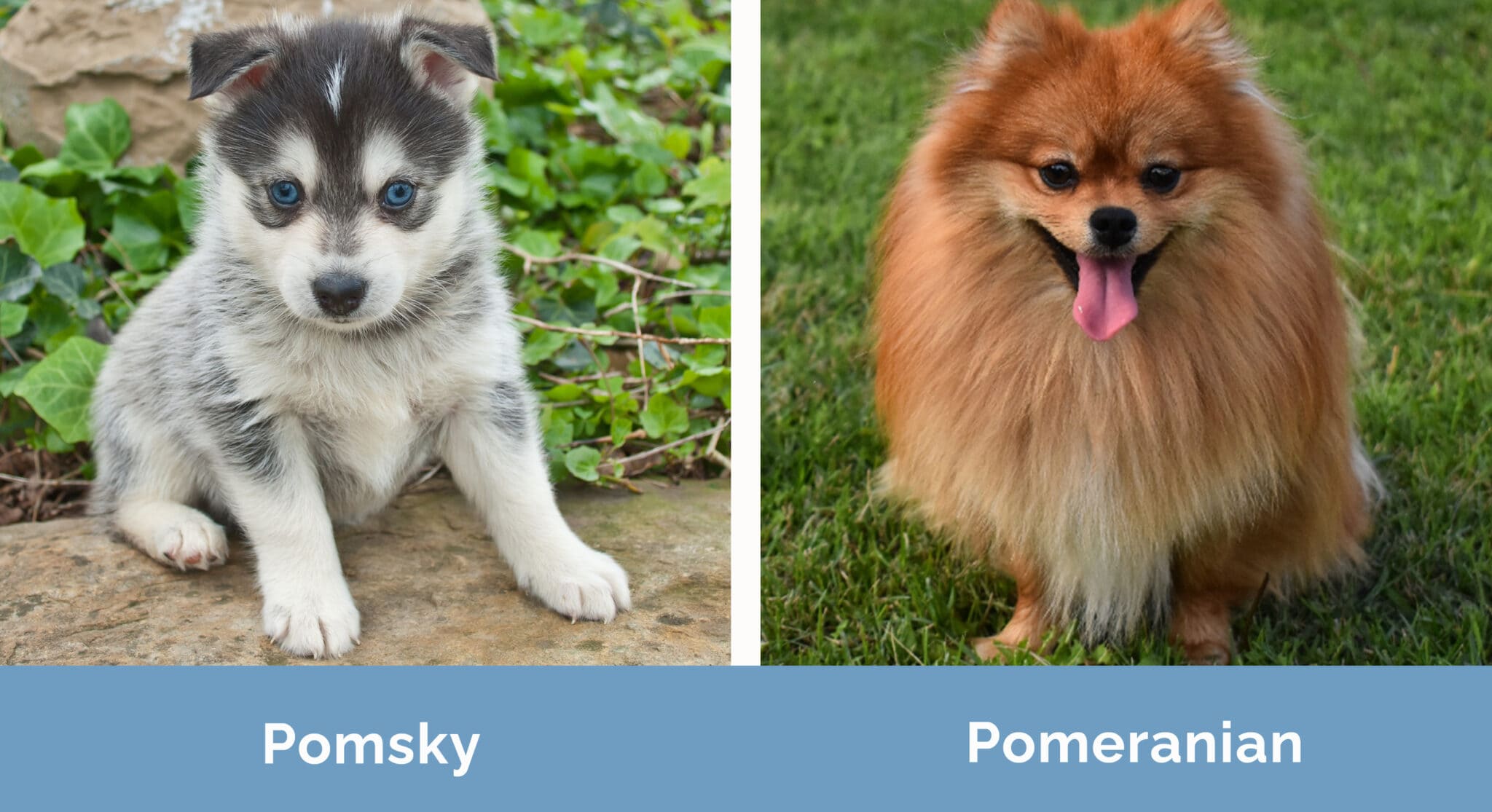 Pomsky vs. Pomeranian: The Main Differences (With Pictures) | Hepper