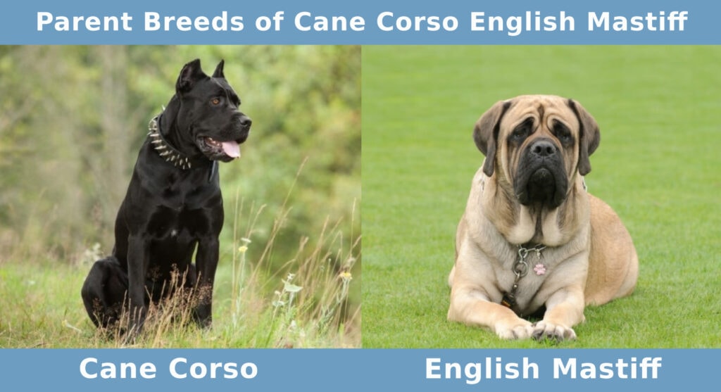 Cane Corso English Mastiff Mix: Info, Pictures, Traits & Facts | Hepper