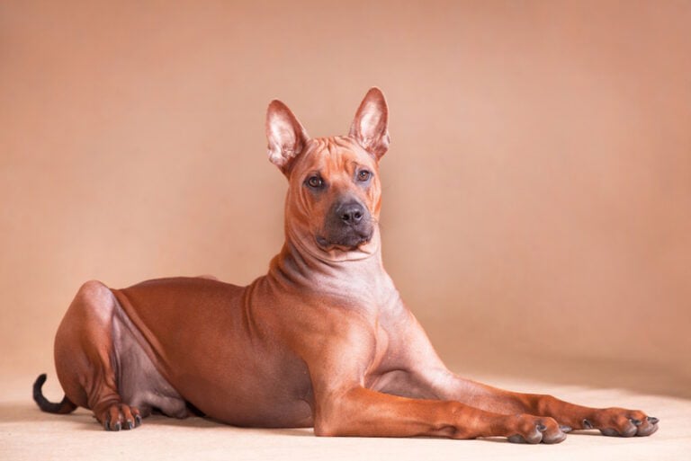 13 Exotic Dog Breeds: Info, Pictures, Traits, & More | Hepper