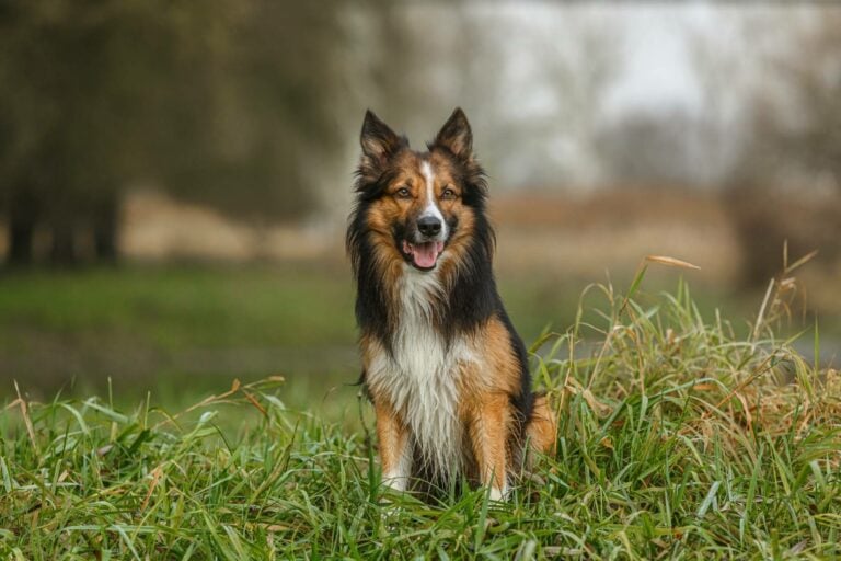 270 Farm Dog Names Ideas For Nature Country Pups Hepper 270-farm-dog-names-ideas-for-nature-country-pups-hepper