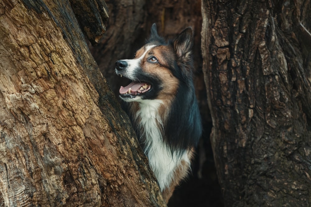 Sable Smooth Collie Mix