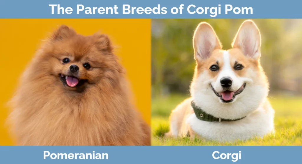 Are Corgis Spitz