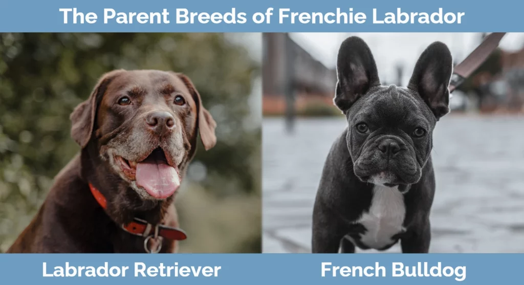 Frenchie Labrador (French Bulldog & Labrador Retriever Mix): Info ...