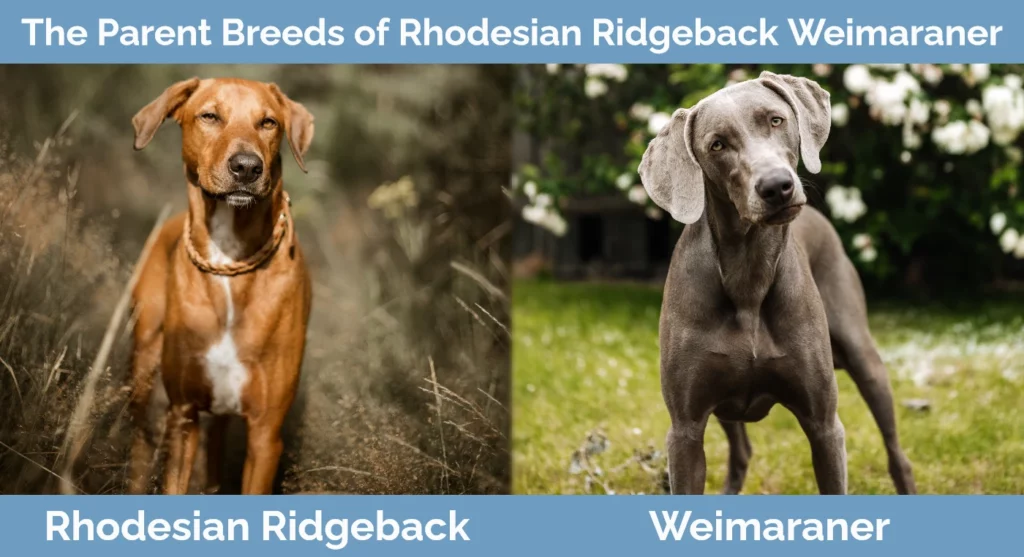 Rhodesian Ridgeback Weimaraner Mix: Info, Pictures, Characteristics ...