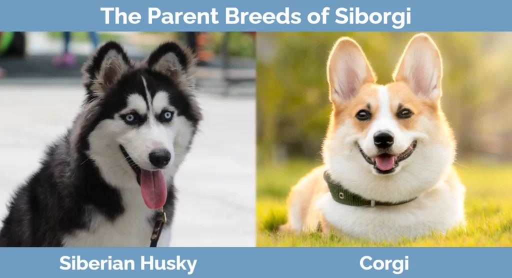 Welsh Corgi Husky Mix