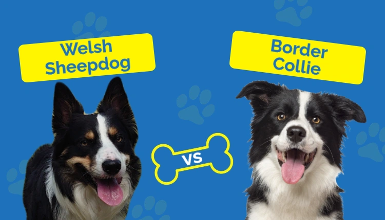 Why Do Border Collies Bite Ankles