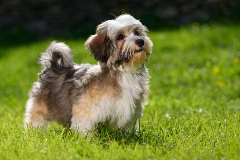 27 Different Havanese Colors (With Pictures) | Hepper