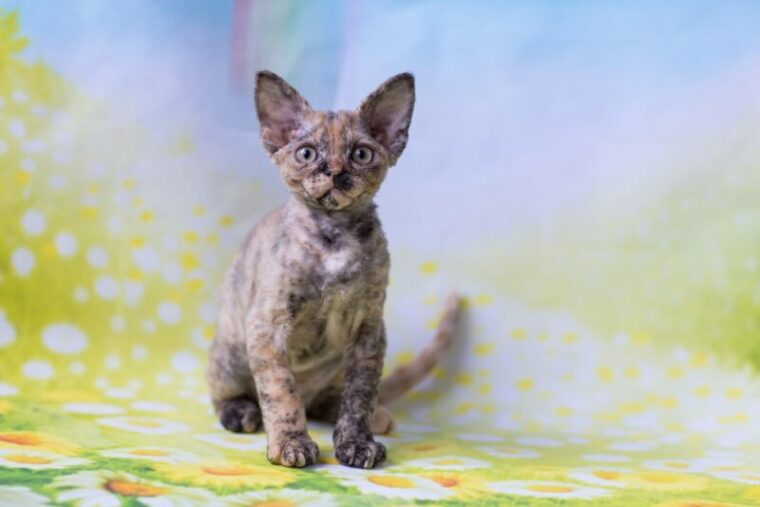 10 Beautiful Devon Rex Colors (With Pictures) | Hepper