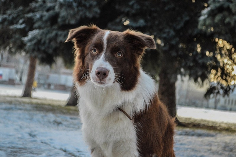 Light Brown Border Collie