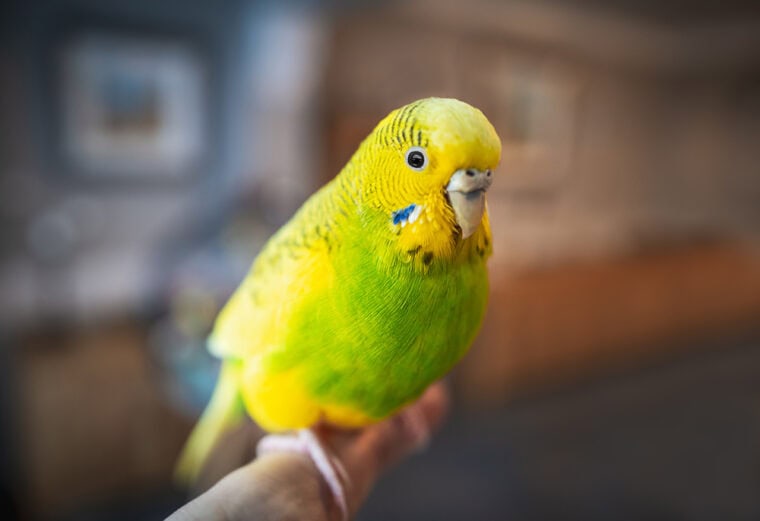 Are Birds Good Pets? Types & Care Tips | Hepper