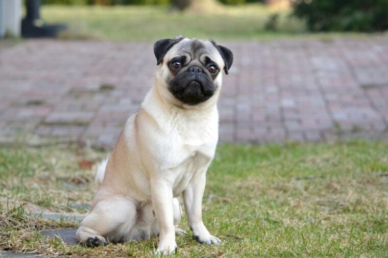 Teacup Pug: Info, Pictures, Temperament & Traits | Hepper