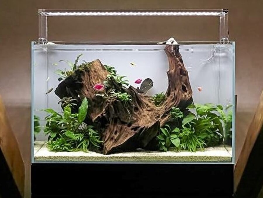 7 Best Rimless Aquarium Tanks – 2024 Reviews and Top Picks | Hepper