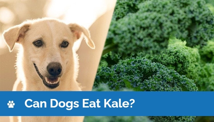 How Do I Prepare Kale For My Dog