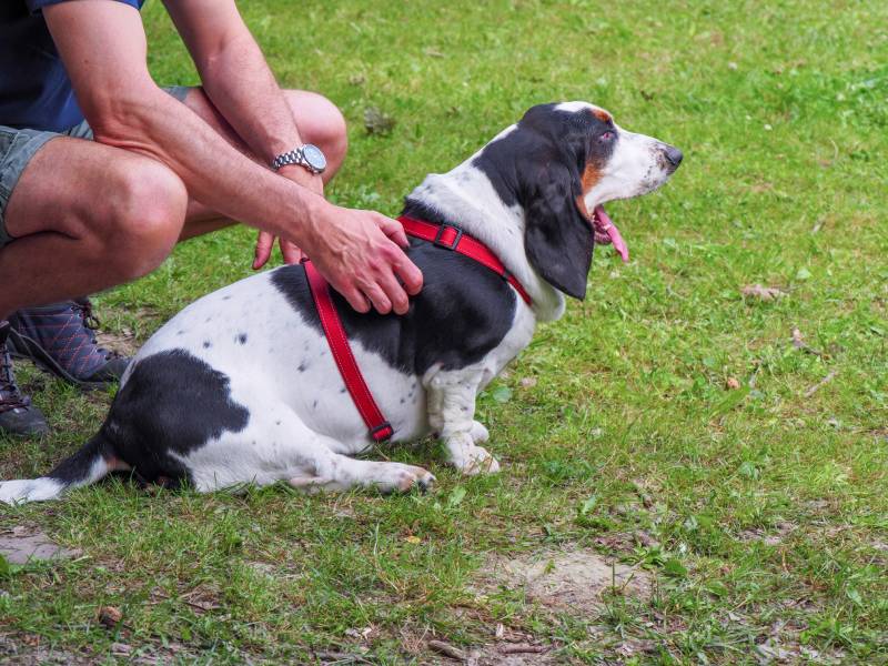 How To House Train A Basset Hound