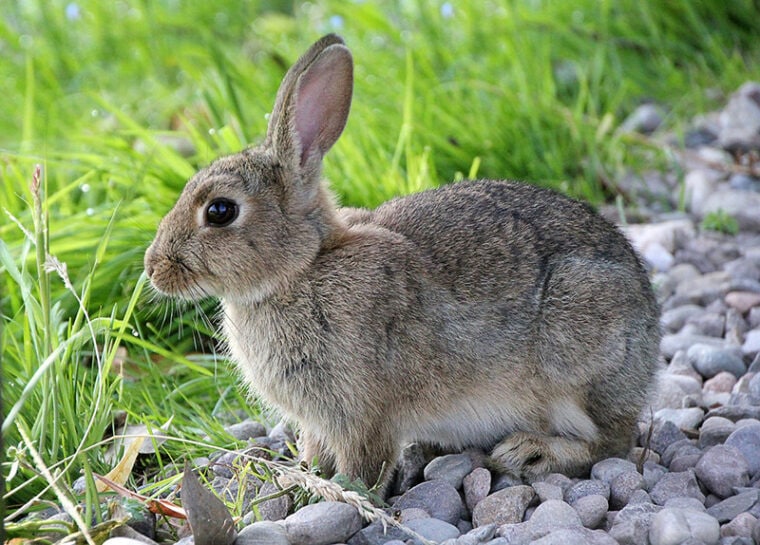Are Rabbits Omnivores or Herbivores? Vet Approved Facts & FAQ | Hepper