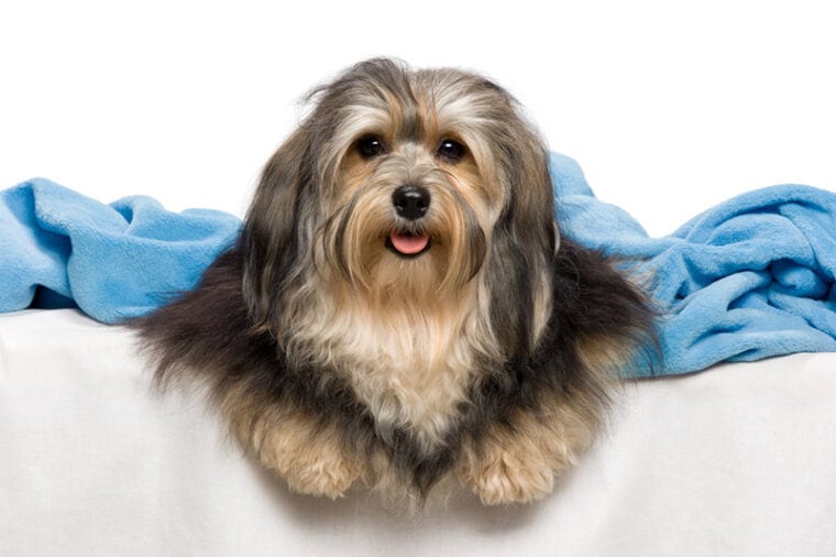 27 Different Havanese Colors (With Pictures) | Hepper