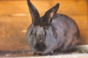 Alaska Rabbit: Info, Care, Diet, Pictures & More | Hepper