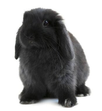23 Black Rabbit Breeds (With Info & Pictures) | Hepper