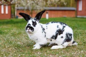 11 Large Rabbit Breeds (With Info & Pictures) | Hepper