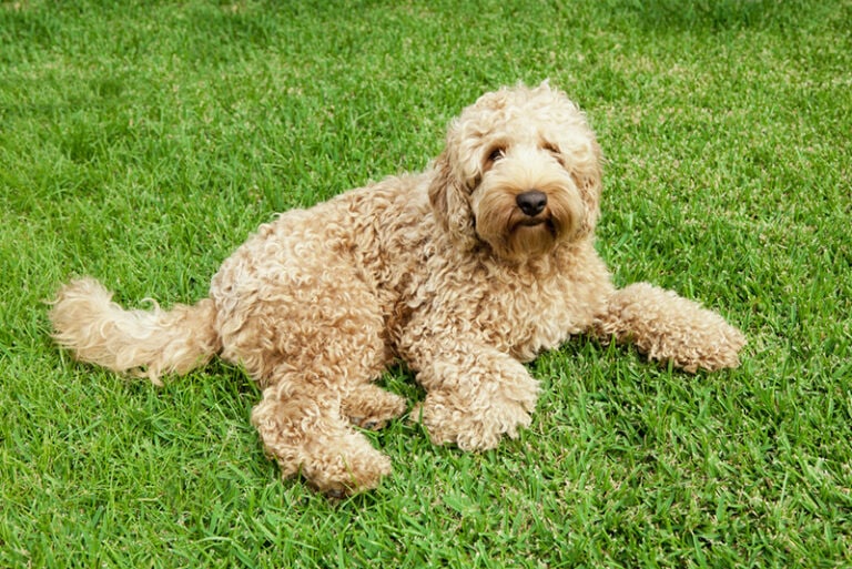 12 Dog Breeds That Look Like Poodles (With Info & Pictures) | Hepper