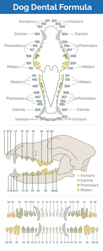 Dog Anatomy Basics: 11 Things All Pup Parents Should Know | Hepper