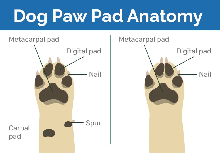 Dog Paw Pad Anatomy