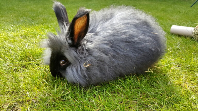 30 Beautiful Show Rabbit Breeds (With Info & Pictures) | Hepper