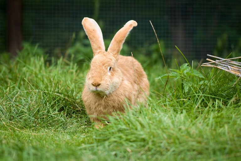Why Is My Rabbit Shaking? 12 Vet-Approved Reasons & FAQs | Hepper