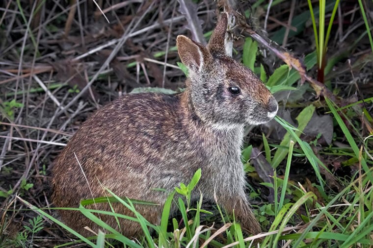 Can Rabbits Swim? Facts & Safety Tips | Hepper