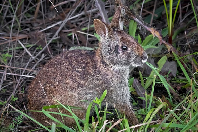 Can Rabbits Swim? Facts & Safety Tips | Hepper